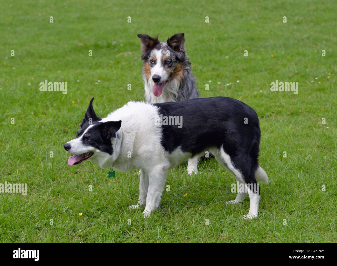 Blue Tri Border Collie