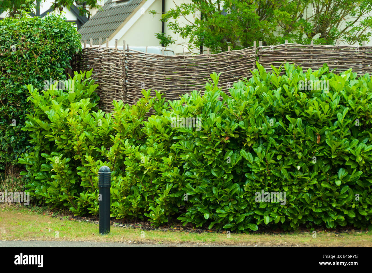 Overgrown hedge hi-res stock photography and images - Alamy