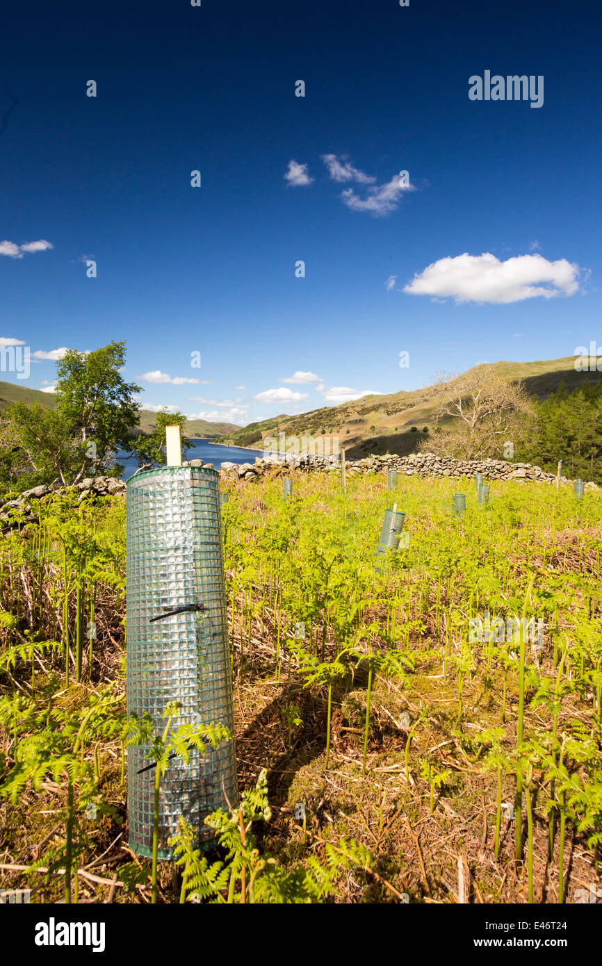 Tree planting at Haweswater, Lake District, UK Stock Photo - Alamy