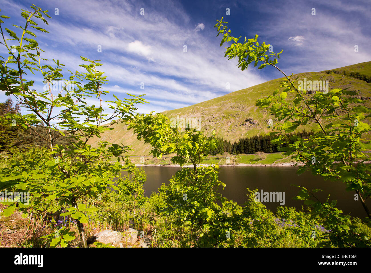 Tree planting at Haweswater, Lake District, UK, Oak trees planted as ...
