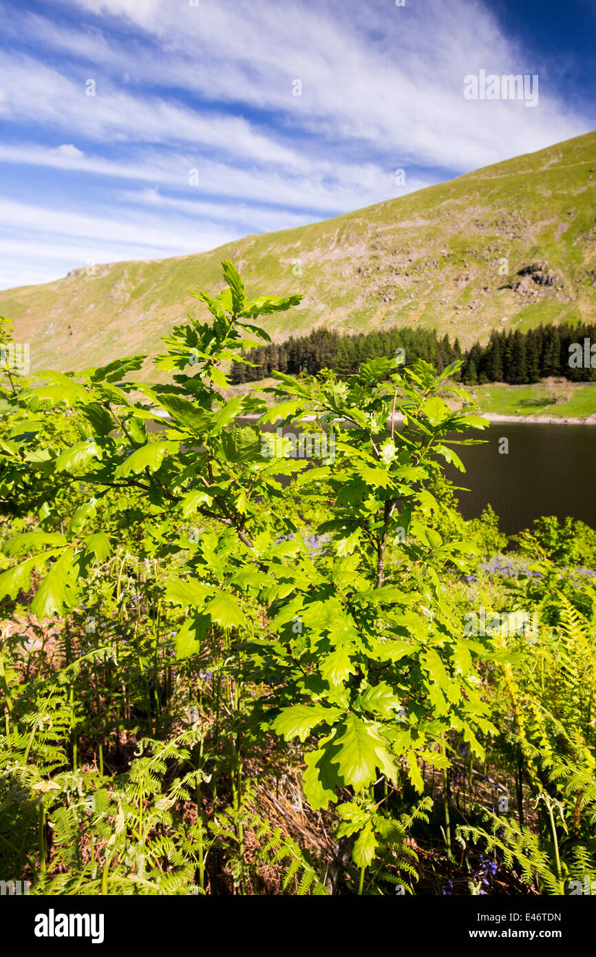 Tree planting haweswater lake district hi-res stock photography and ...
