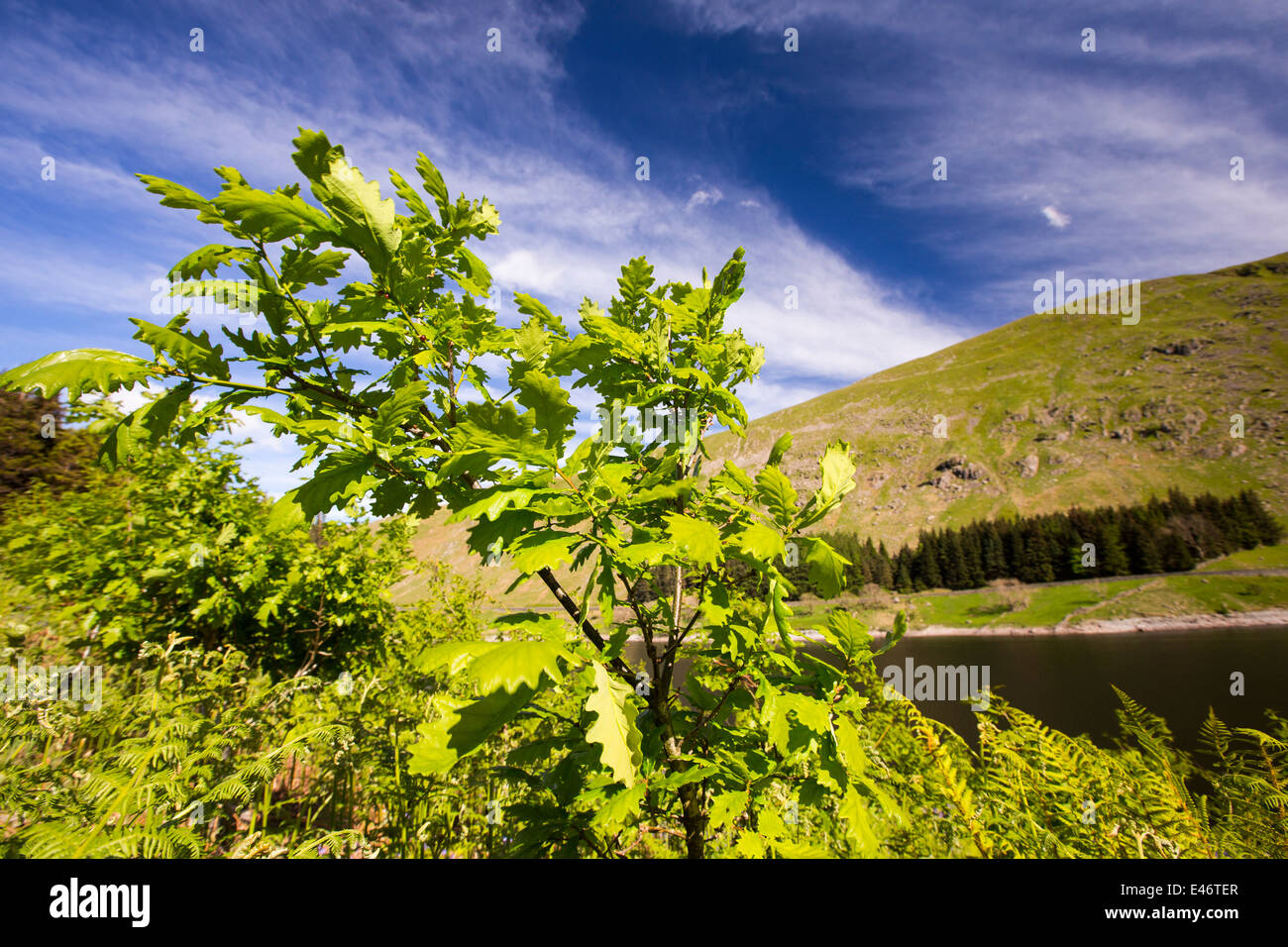 Tree planting haweswater lake district hi-res stock photography and ...