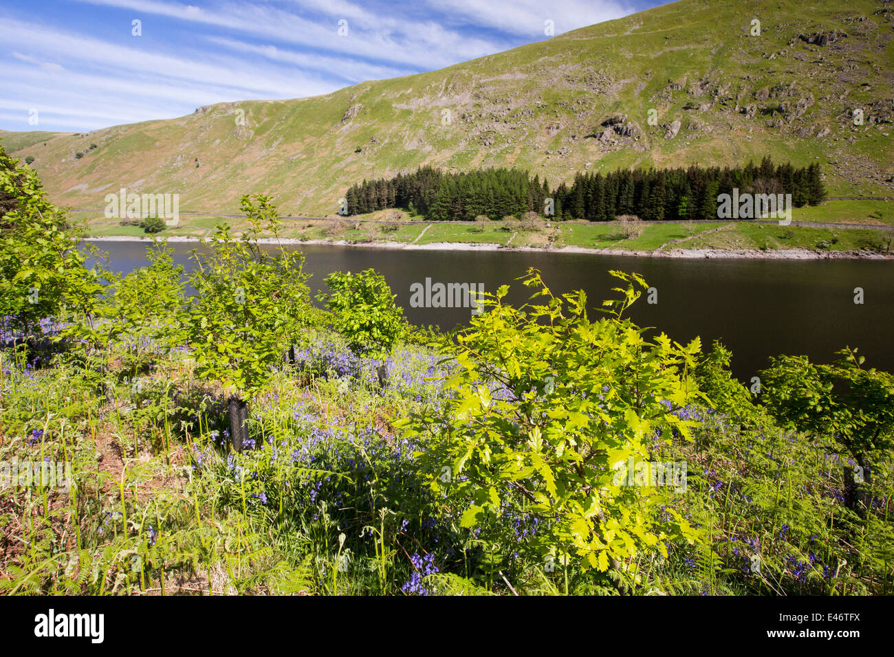 Tree planting at Haweswater, Lake District, UK, Oak trees planted as ...