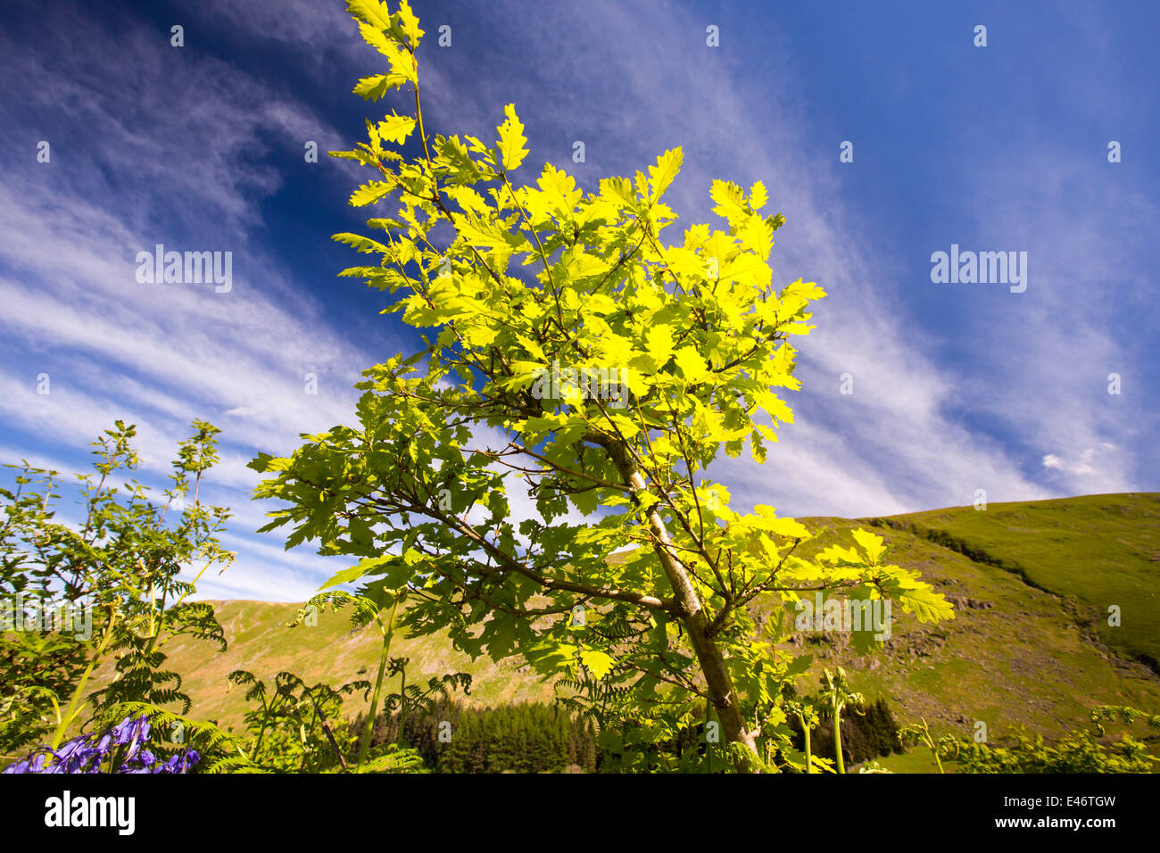 Tree planting at Haweswater, Lake District, UK, Oak trees planted as ...
