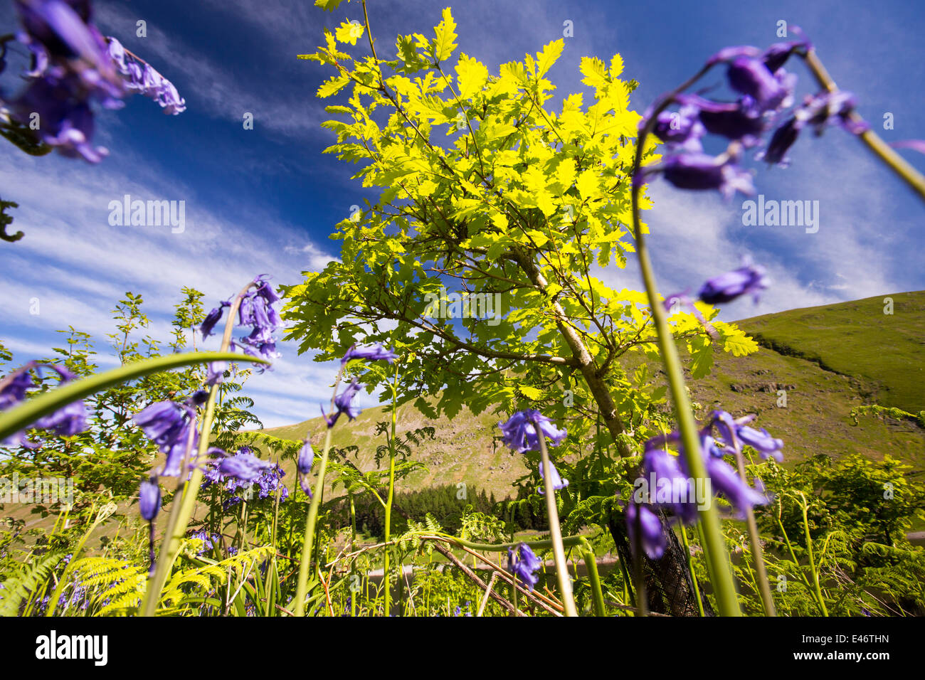 Tree planting at Haweswater, Lake District, UK, Oak trees planted as ...