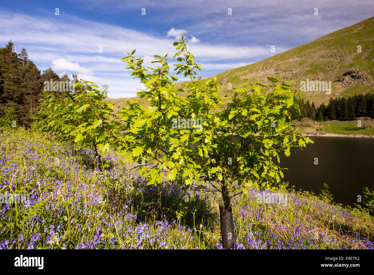 Tree planting at Haweswater, Lake District, UK, Oak trees planted as ...