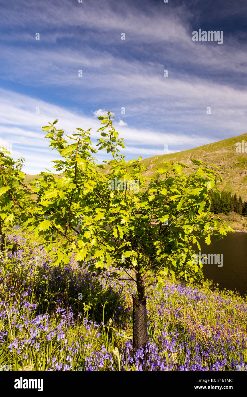 Tree planting haweswater lake district hi-res stock photography and ...