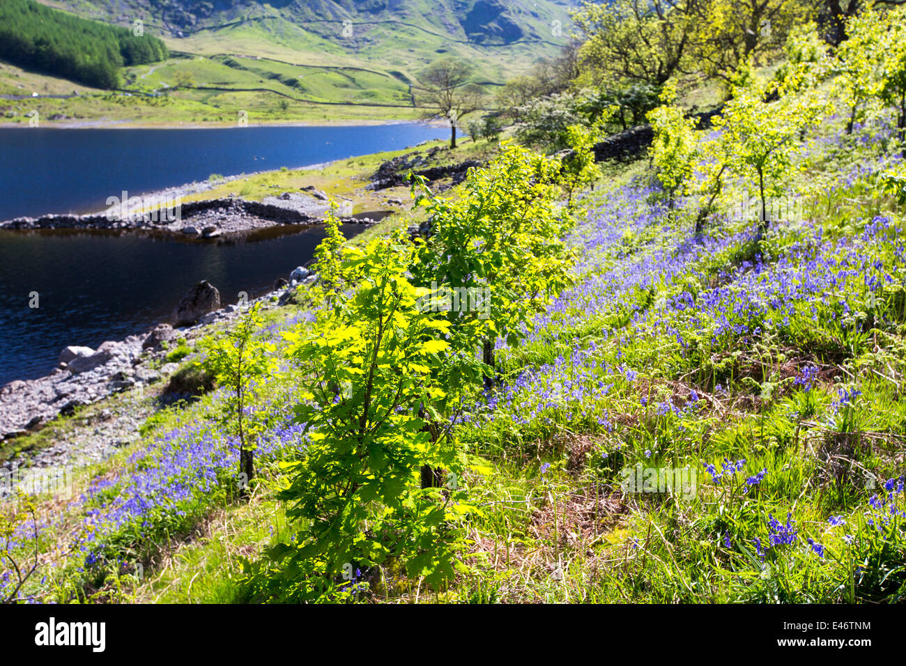 Tree planting at Haweswater, Lake District, UK, Oak trees planted as ...
