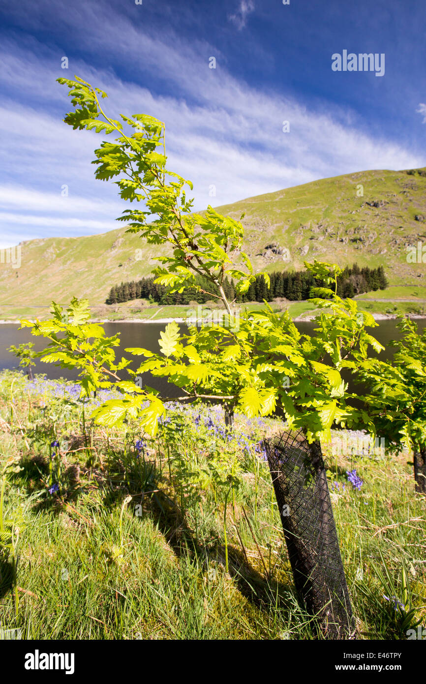 Tree planting at Haweswater, Lake District, UK, Oak trees planted as ...