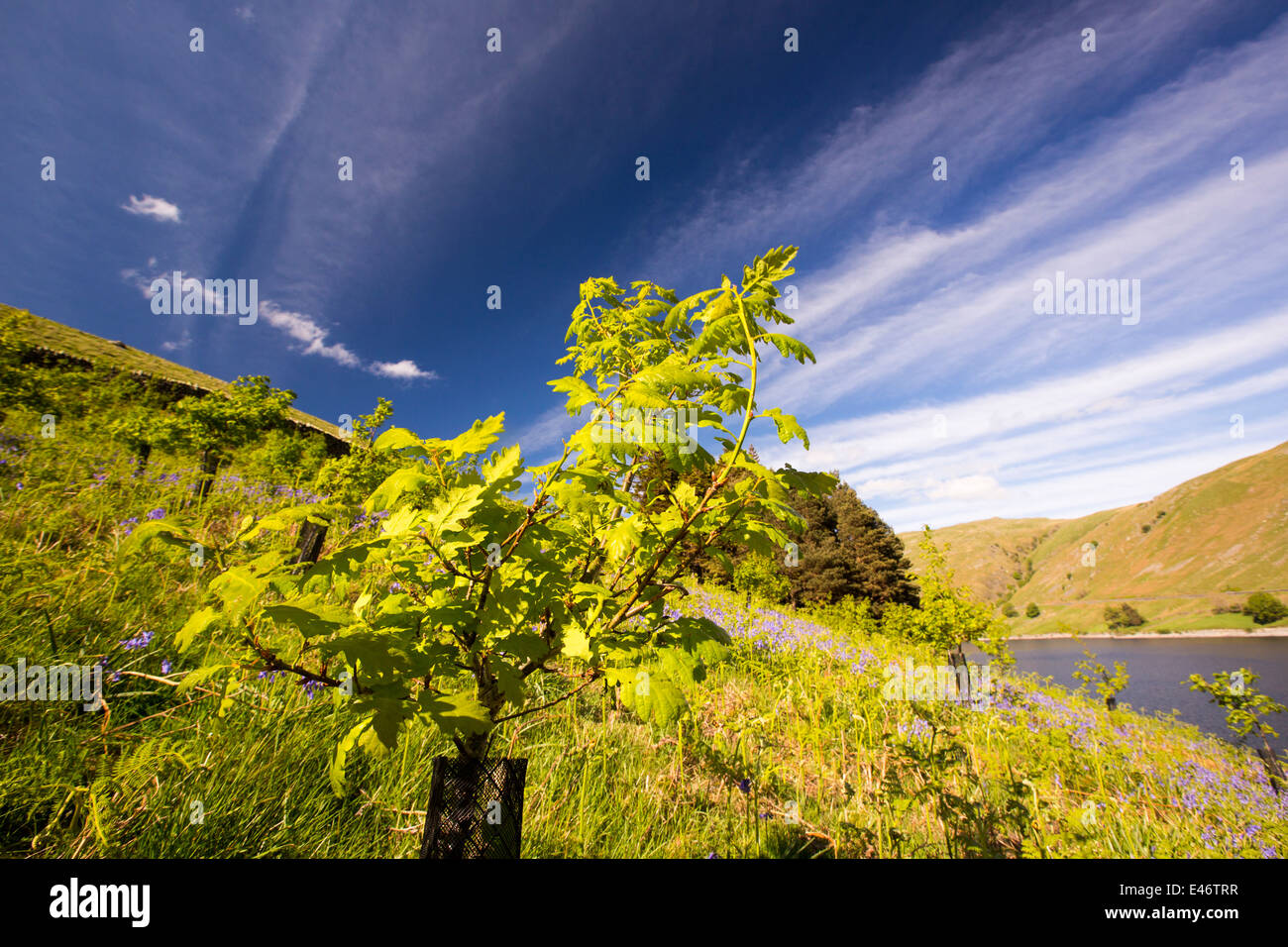 Tree planting haweswater lake district hi-res stock photography and ...