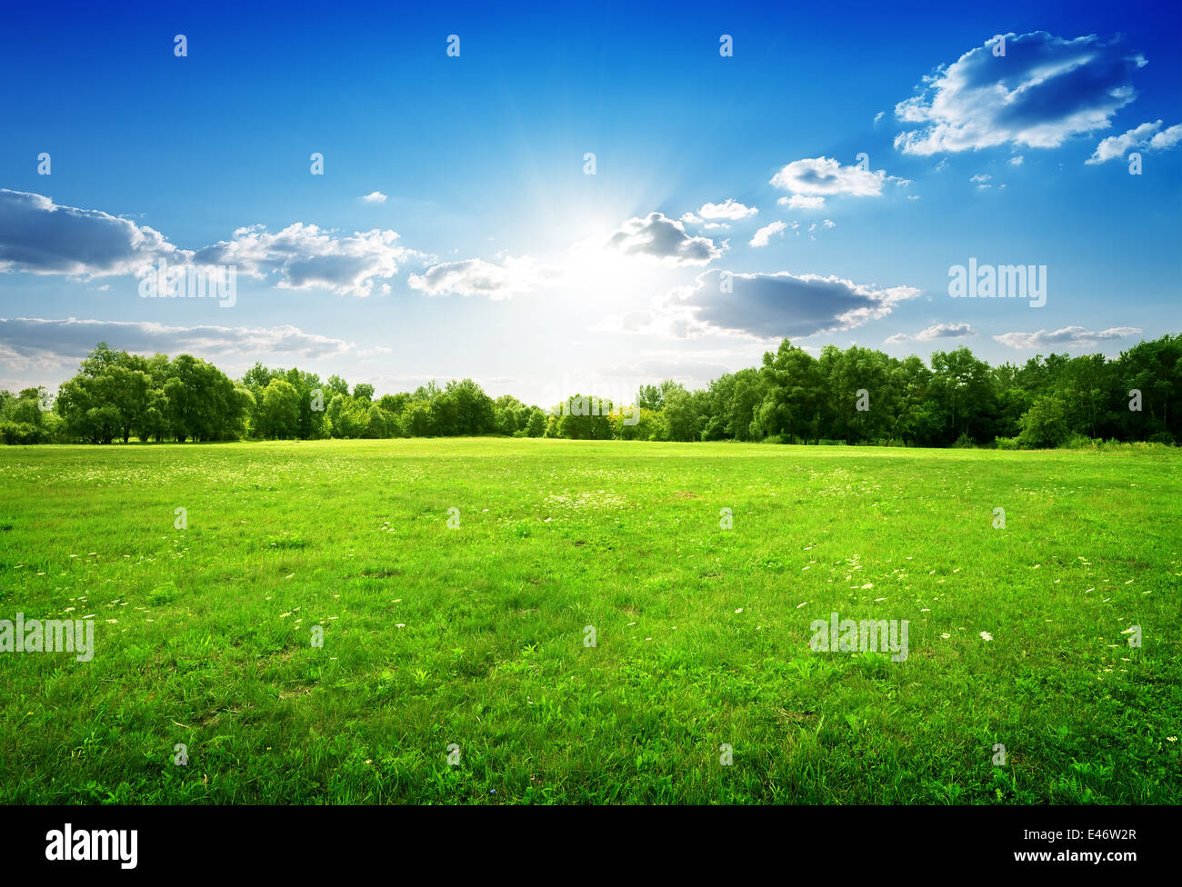 Green grass with flowers and trees in spring Stock Photo - Alamy