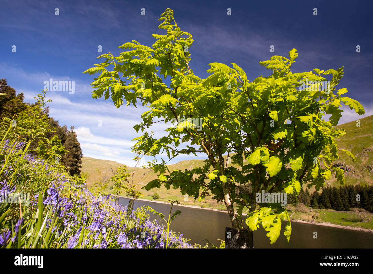 Tree planting haweswater lake district hi-res stock photography and ...