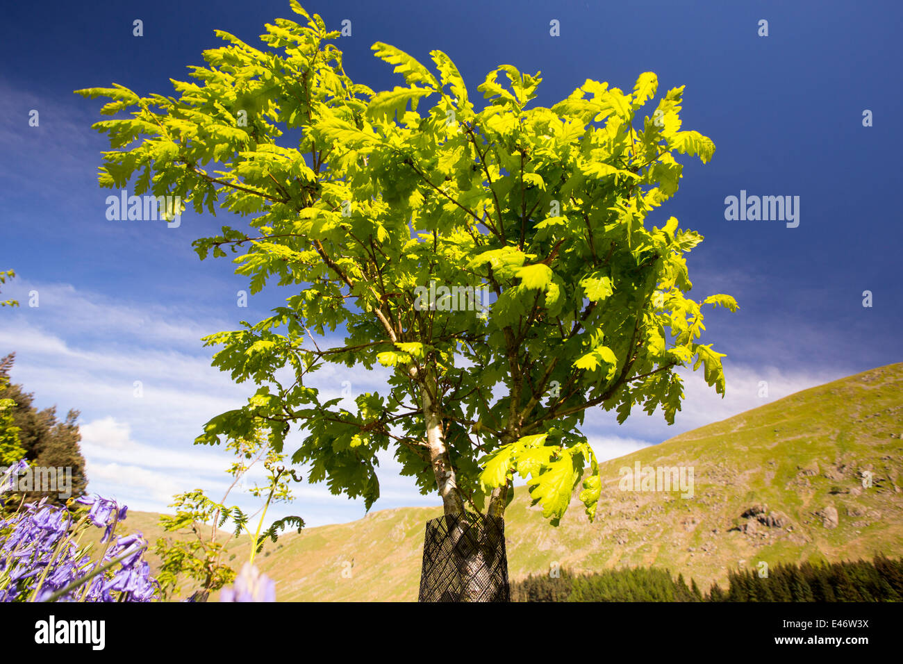 Tree planting haweswater lake district hi-res stock photography and ...