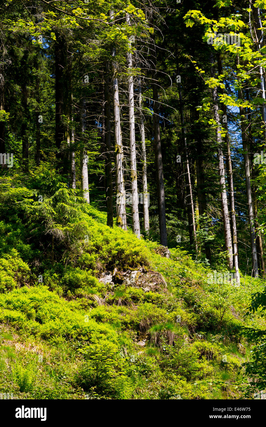 Trees in the Black Forest near Oppenau, Germany Stock Photo - Alamy