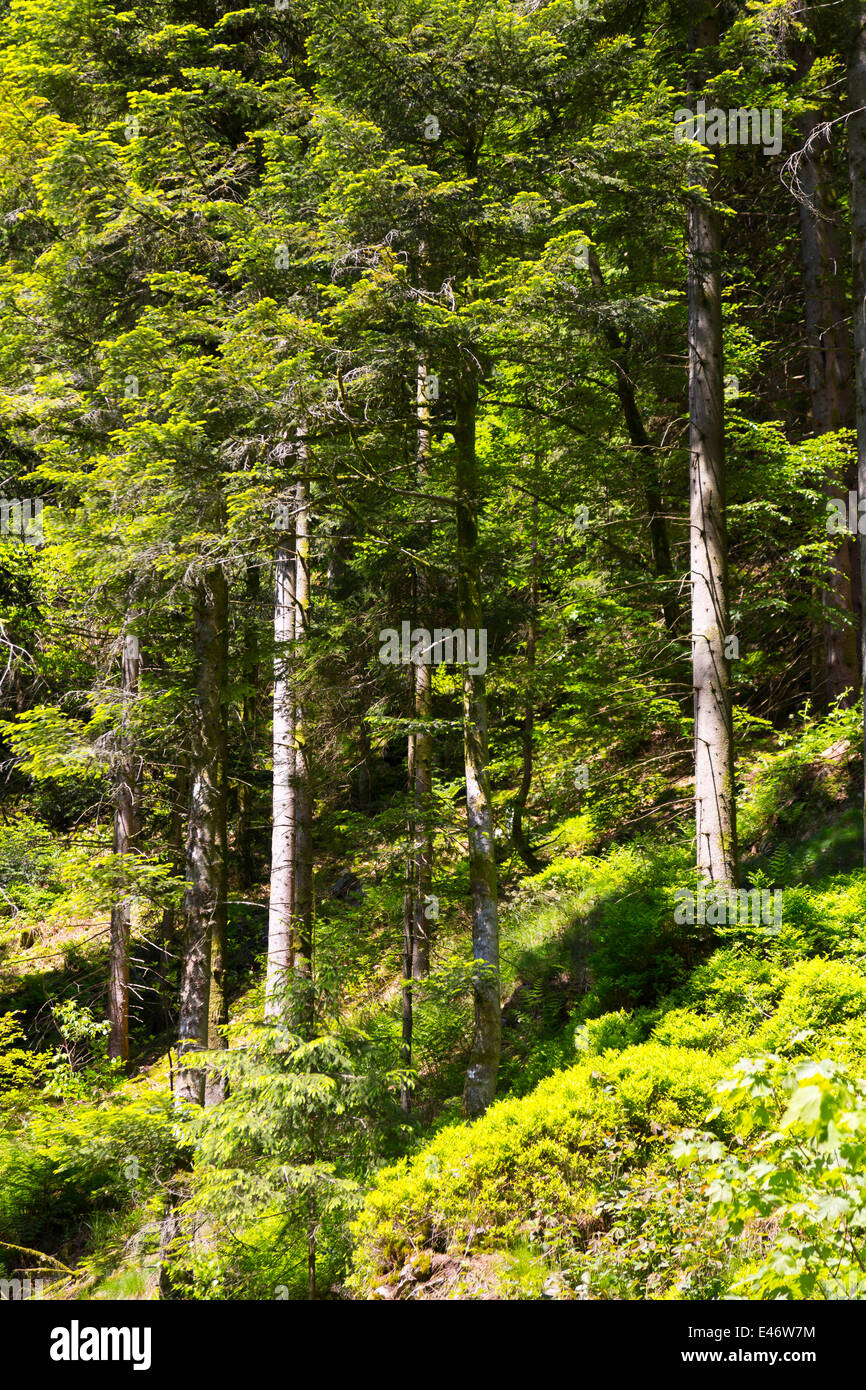 Trees in the Black Forest near Oppenau, Germany Stock Photo - Alamy
