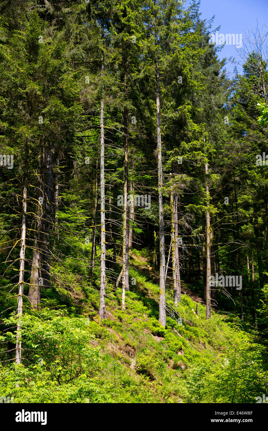 Trees in the Black Forest near Oppenau, Germany Stock Photo - Alamy