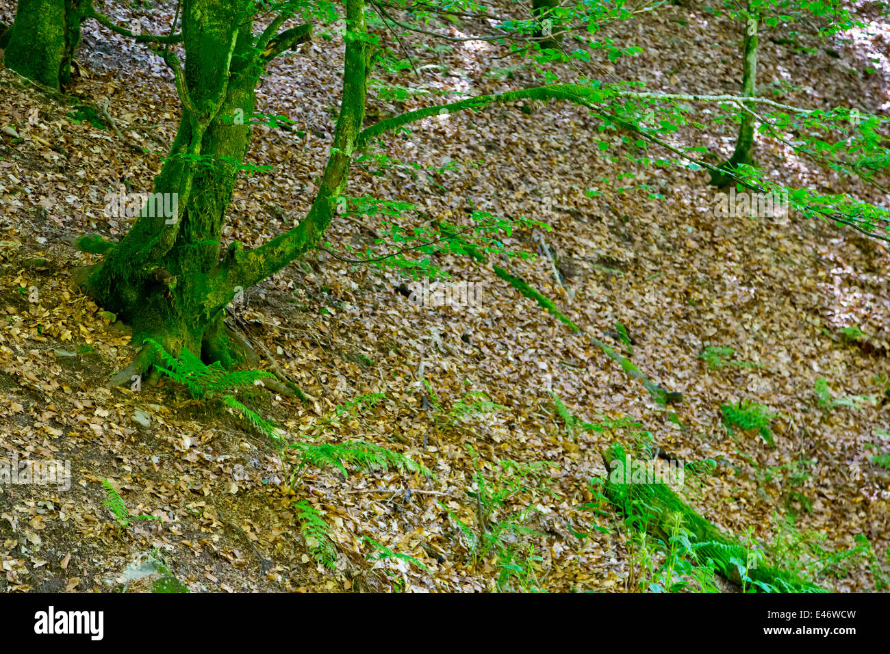 Trees in the Black Forest near Oppenau, Germany Stock Photo - Alamy
