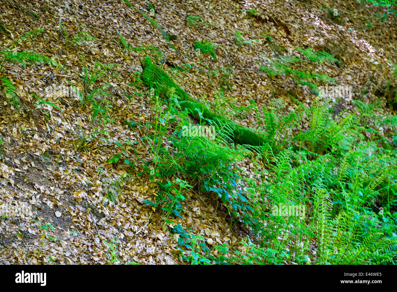 Fern in the Black Forest near Oppenau, Germany Stock Photo - Alamy