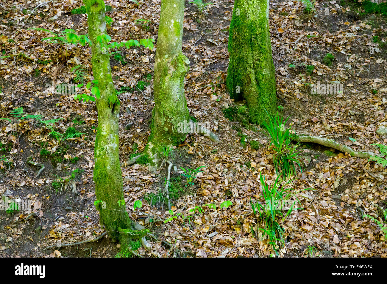 Trees in the Black Forest near Oppenau, Germany Stock Photo - Alamy