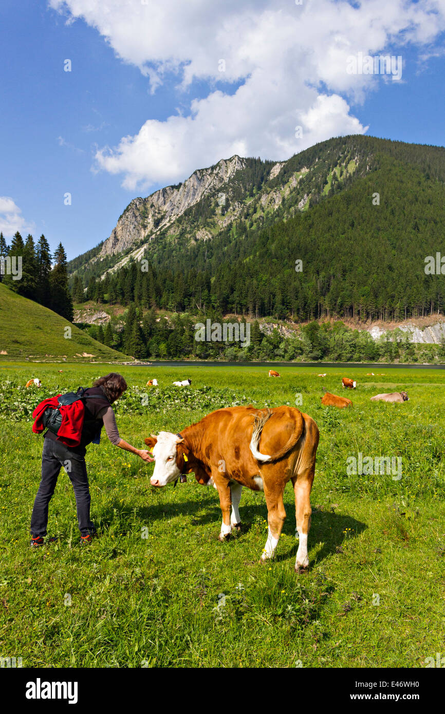 Woman communicating with cow in the Bavarian alps, Upper Bavaria ...