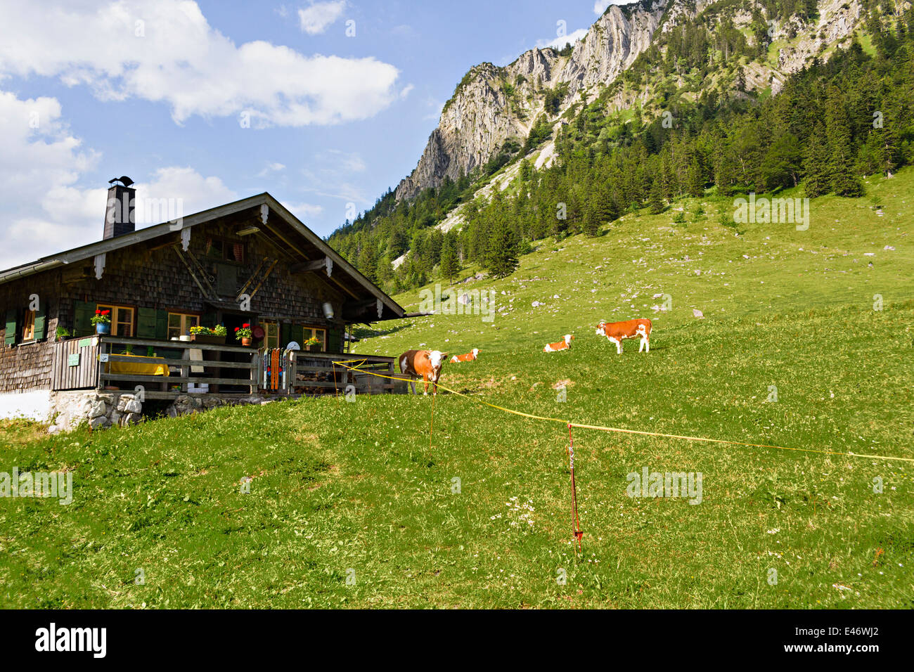 Alpine cottage with cows, Upper Bavaria, Germany, Europe Stock Photo ...
