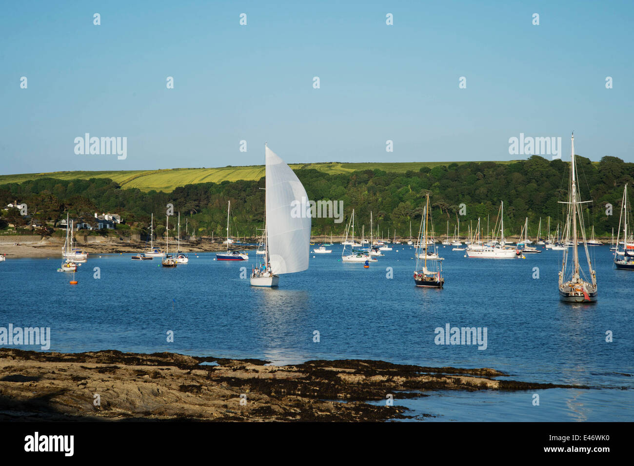 Cornwall. Roseland Peninsular. St Mawes. Sailing boats on the river ...
