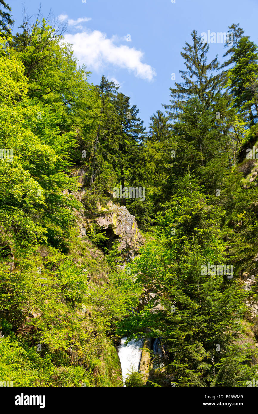 Trees in the Black Forest near Oppenau, Germany Stock Photo - Alamy
