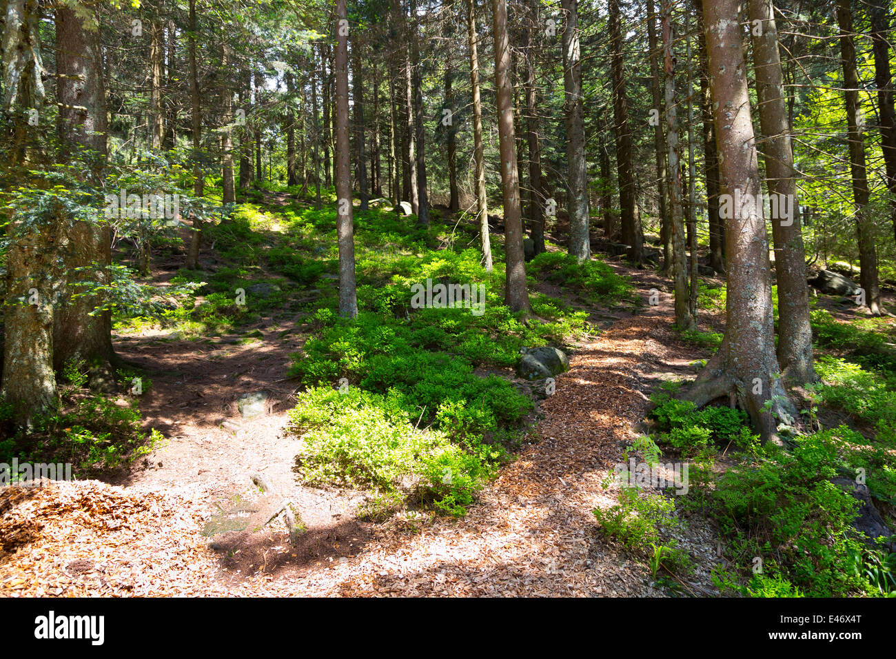 Trees in the Black Forest, Germany Stock Photo - Alamy