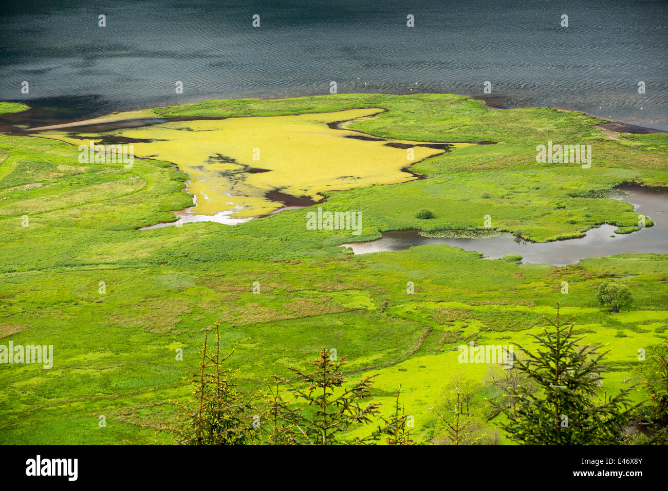 Invasive weed hi-res stock photography and images - Alamy