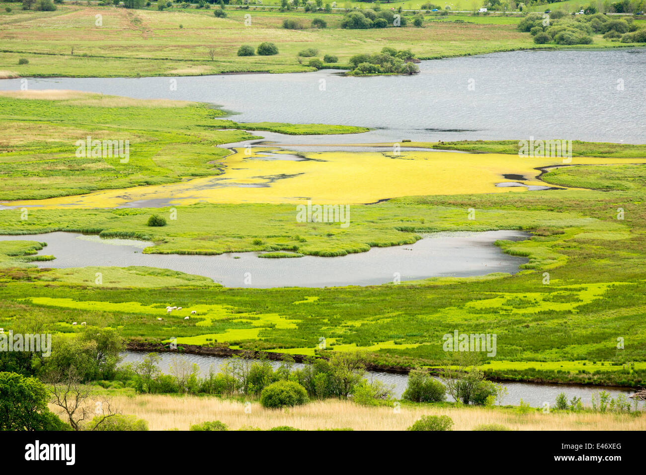 New Zealand pigmyweed or Australian swamp stonecrop, Crassula helmsii ...
