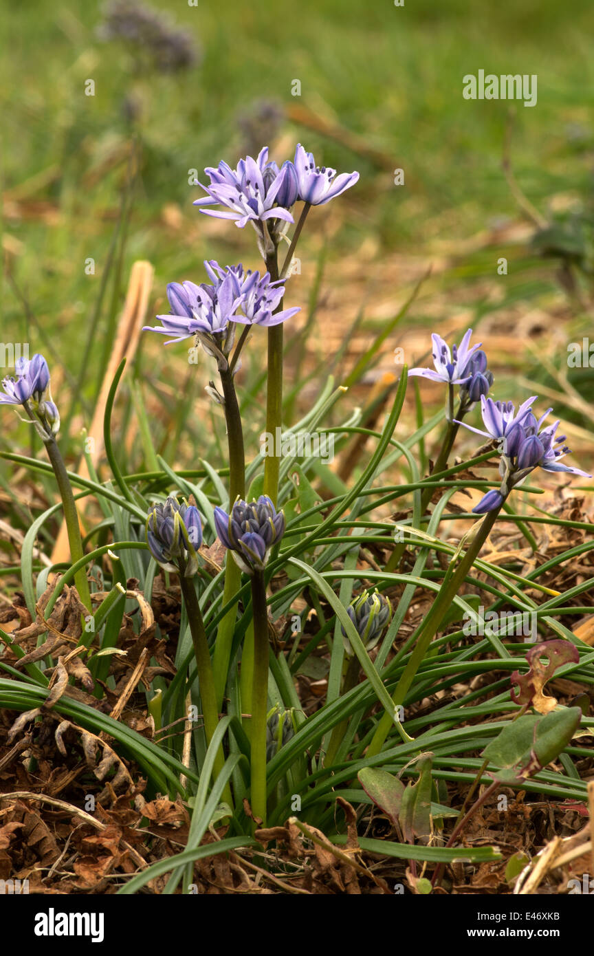Spring Squill. A common plant of cliff tops and heaths near the sea in ...