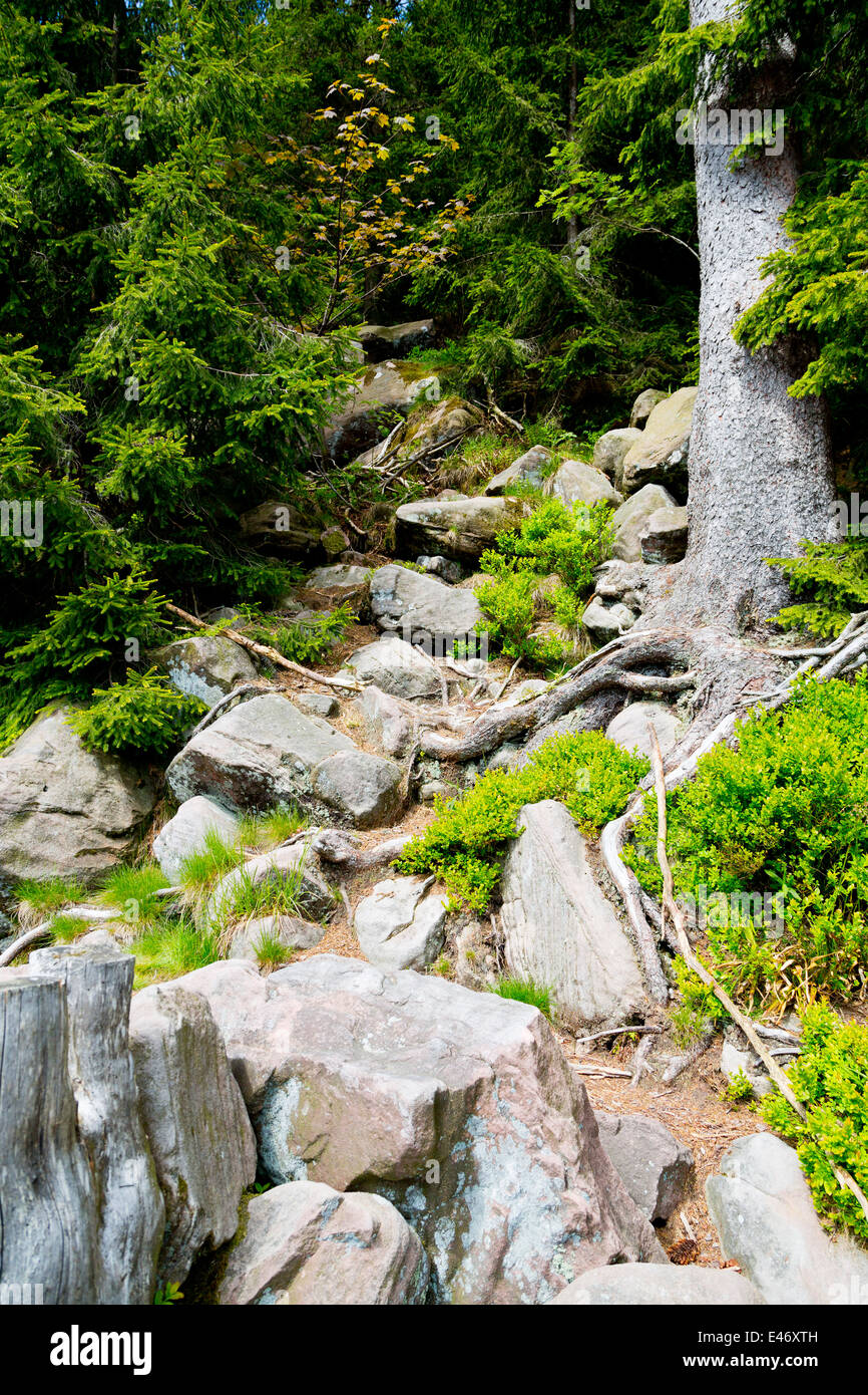 Close up forest rocks hi-res stock photography and images - Alamy