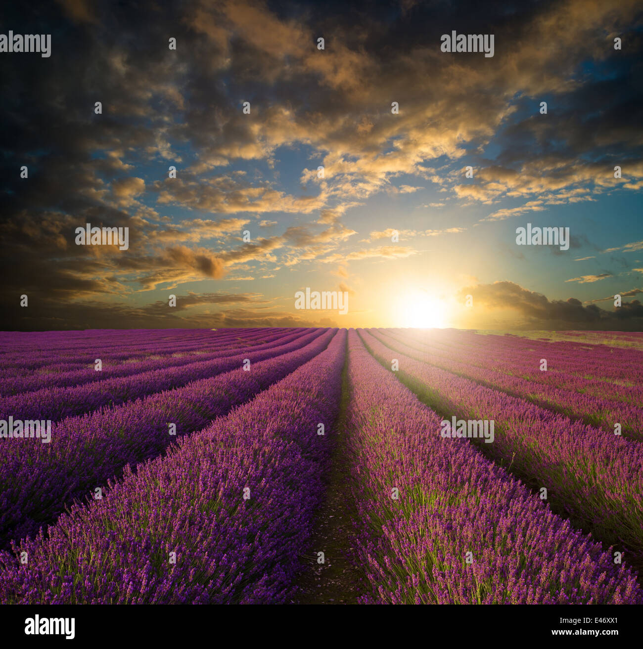 Stunning Summer sunset over lavender field landscape Stock Photo - Alamy