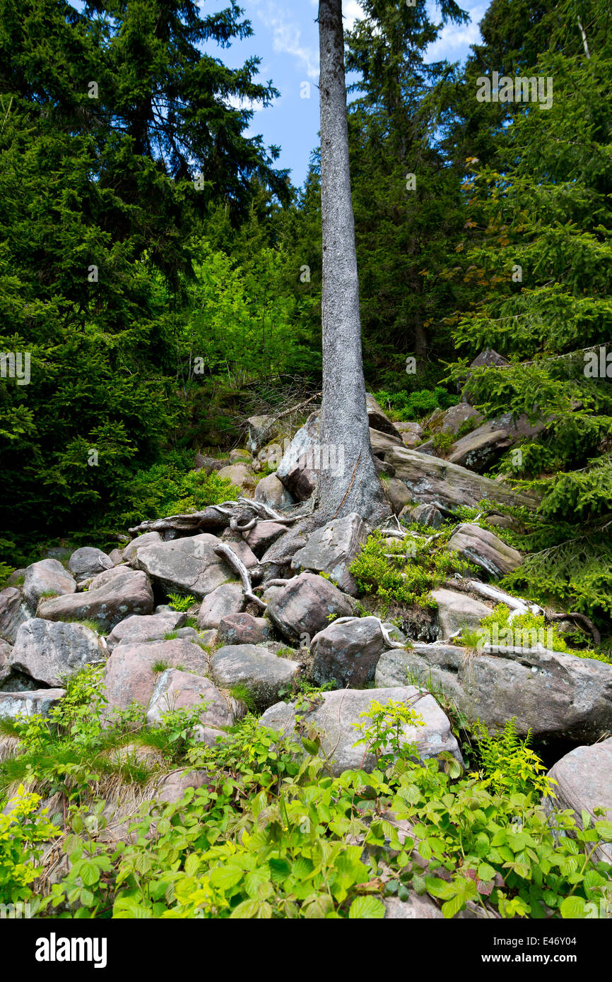 Trees in the Black Forest, Germany Stock Photo - Alamy