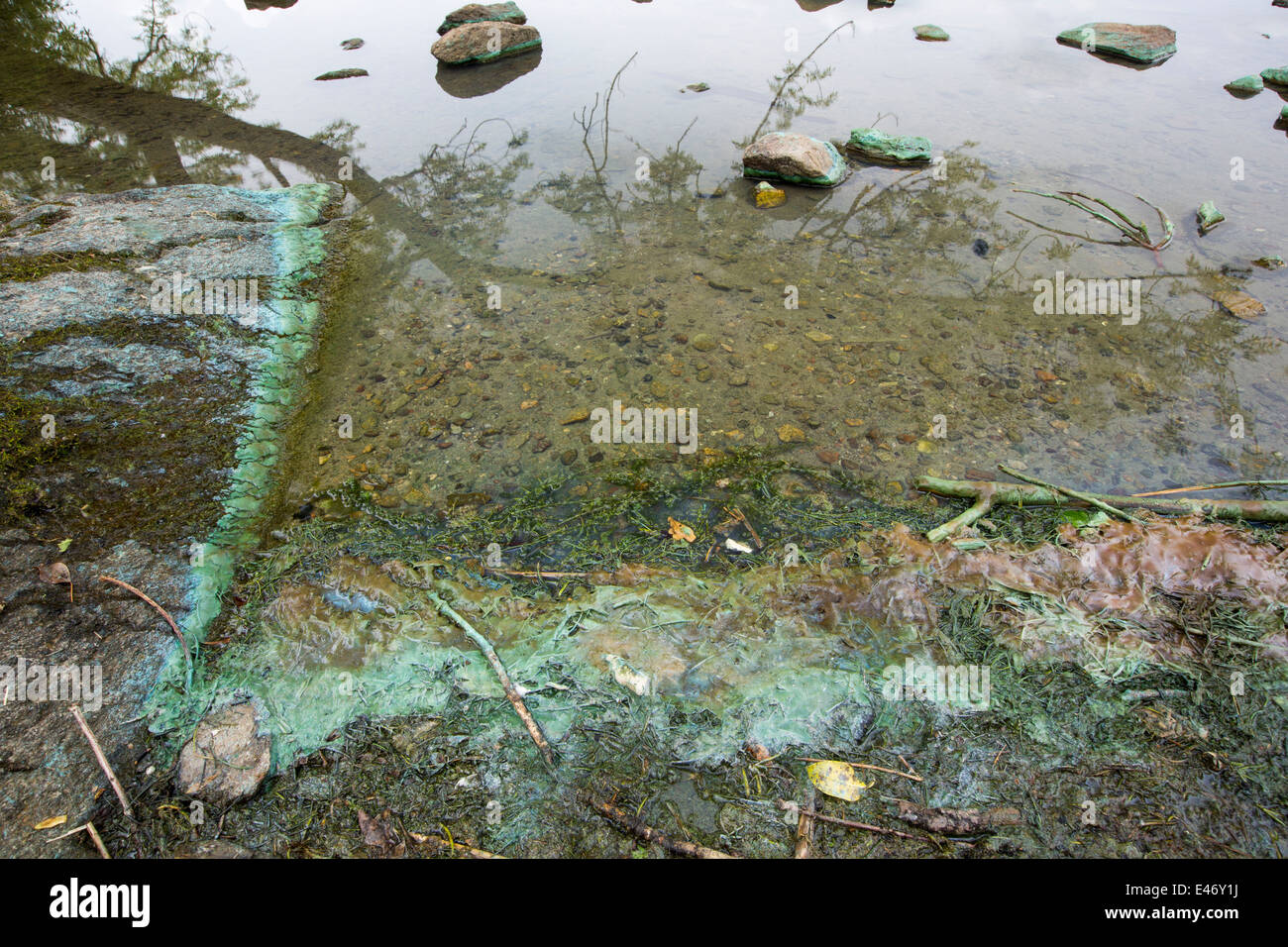 Blue green algae windermere hi-res stock photography and images - Alamy