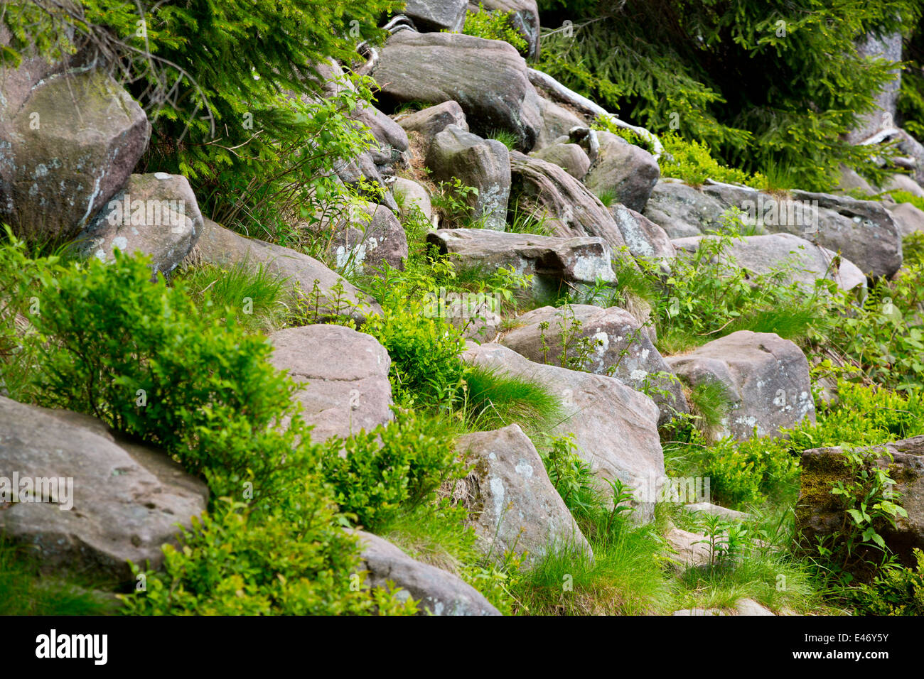 Rocks in the Black Forest, Germany Stock Photo - Alamy