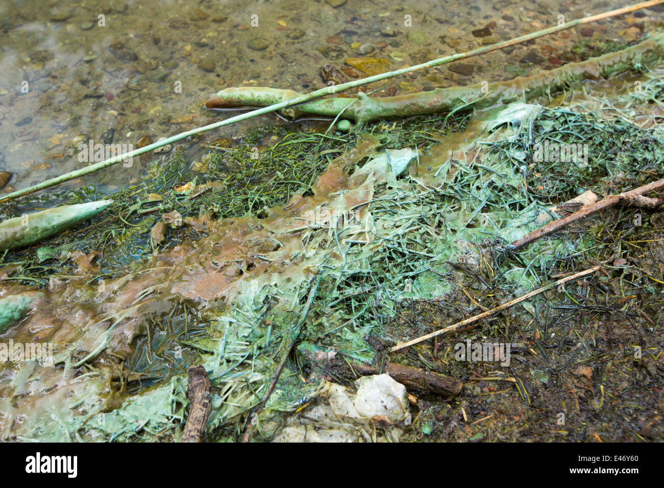 Blue green algae windermere hi-res stock photography and images - Alamy