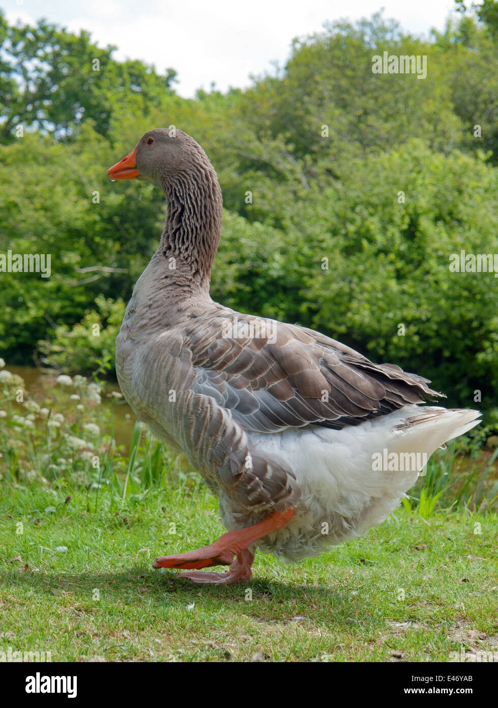 Summertime goose hi-res stock photography and images - Alamy