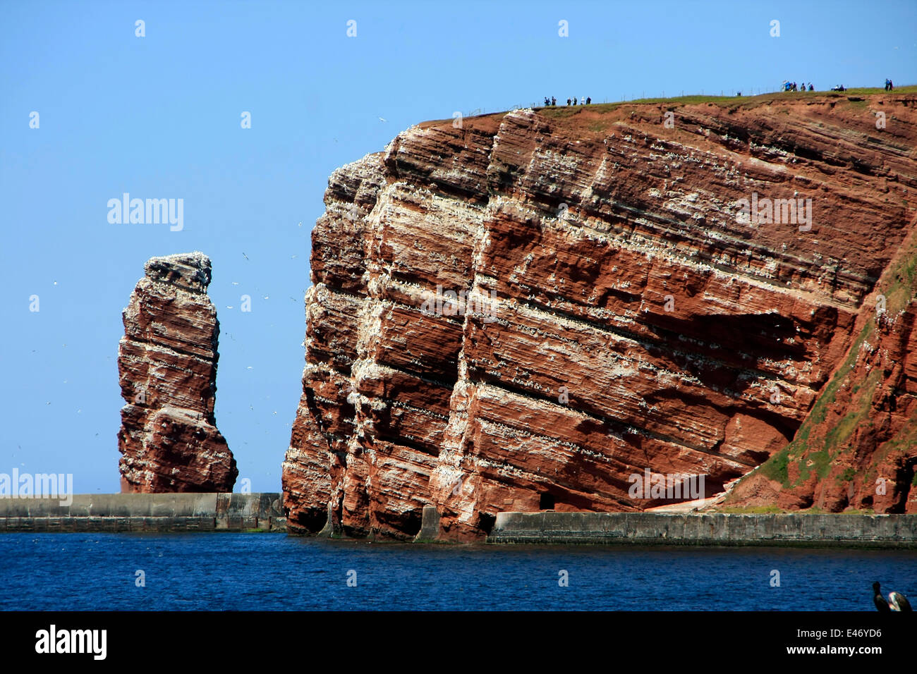 Lummen hi-res stock photography and images - Alamy