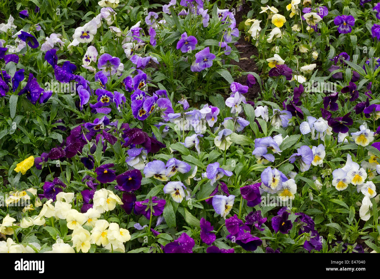 Spring Pansies in the Rain background Stock Photo - Alamy