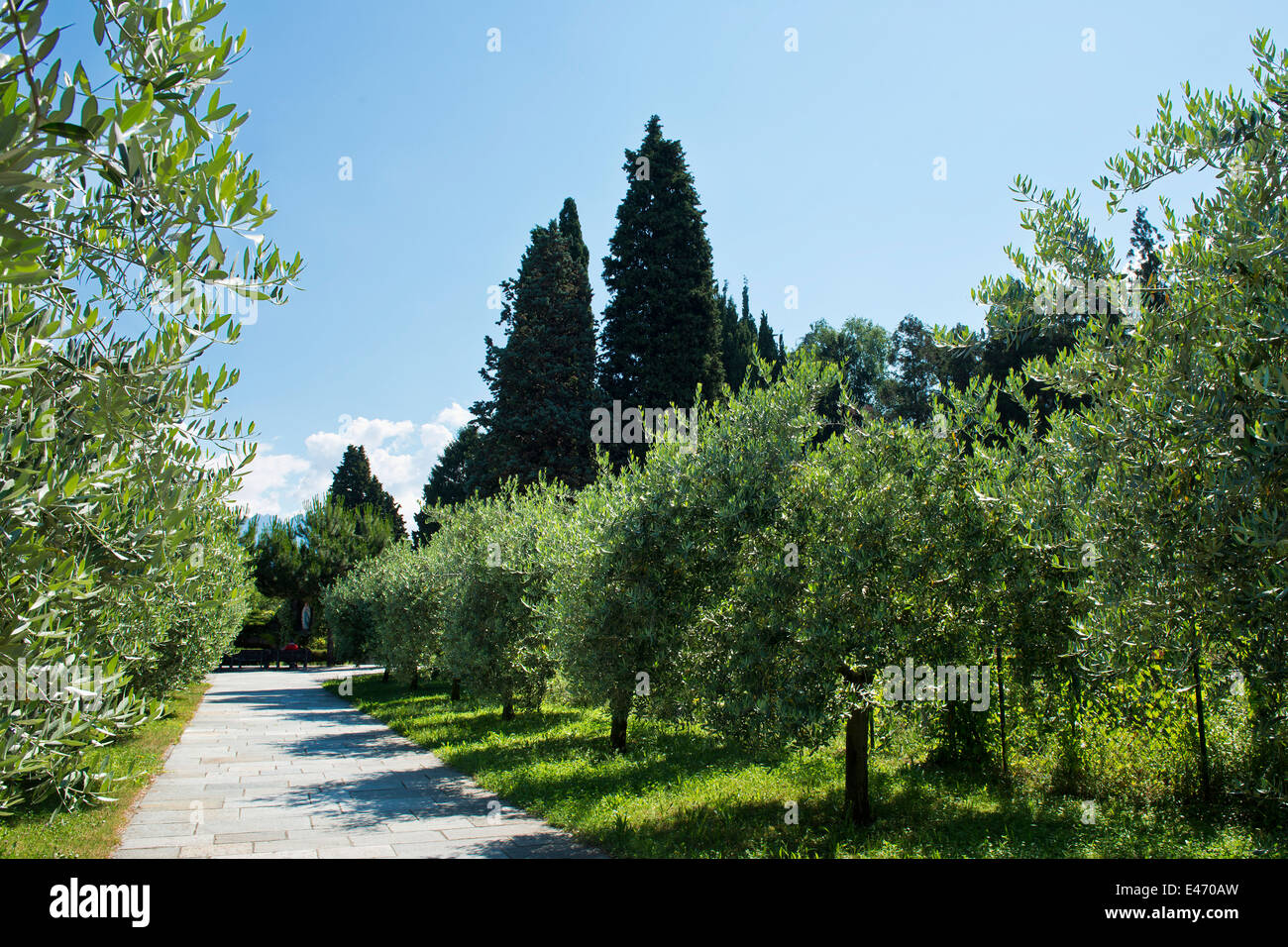 Italy, Lombardy, Colico, Santa Maria di Piona complex, Olive trees ...