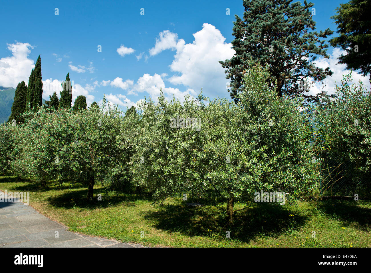 Italy, Lombardy, Colico, Santa Maria di Piona complex, Olive trees ...