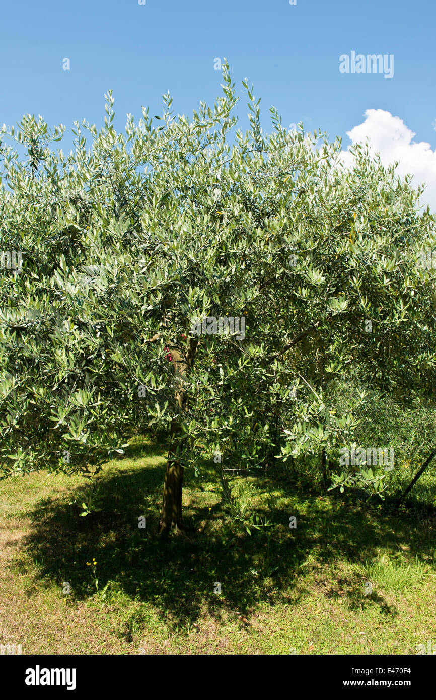 Italy, Lombardy, Colico, Santa Maria di Piona complex, Olive trees ...