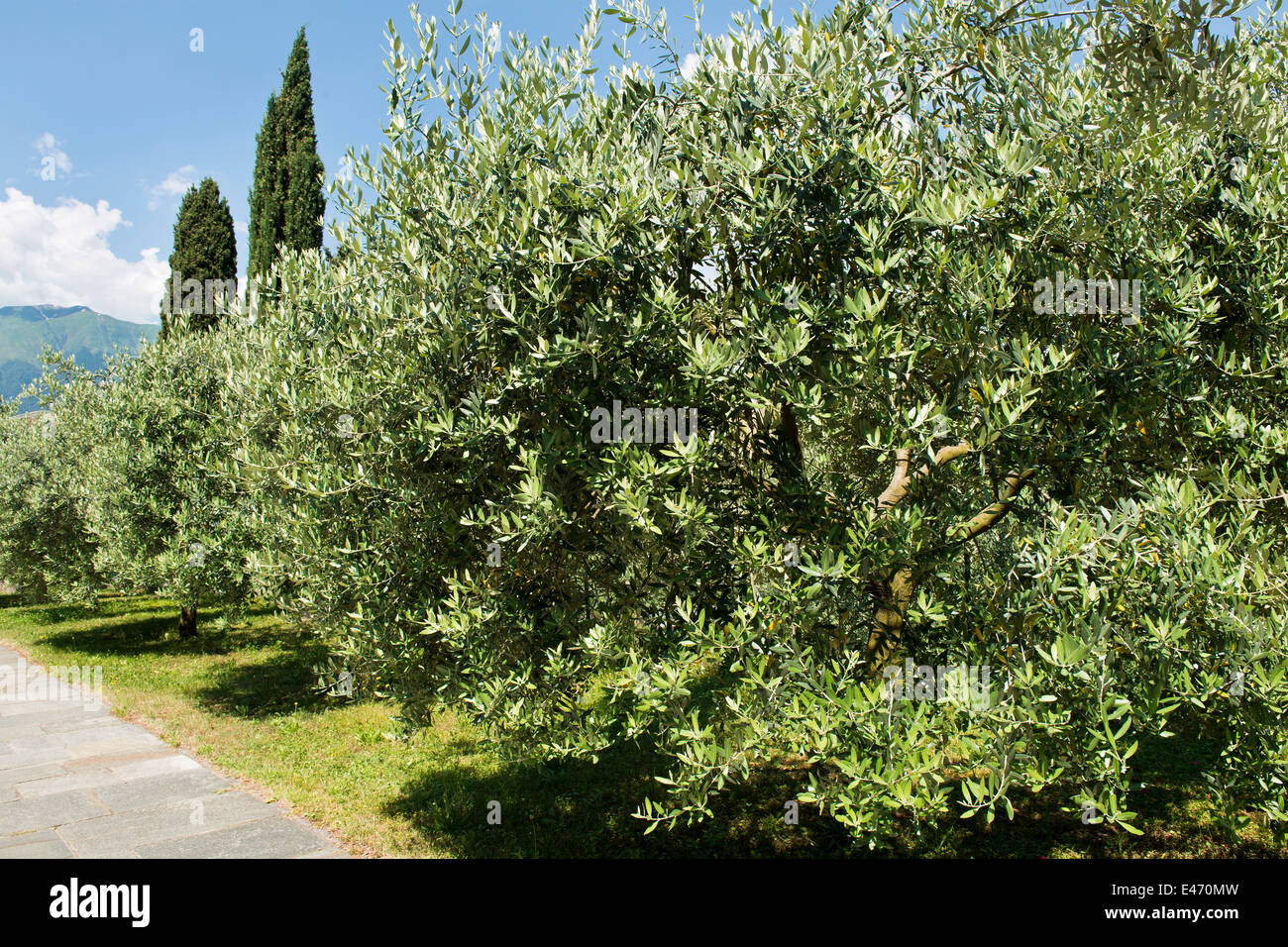 Italy, Lombardy, Colico, Santa Maria di Piona complex, Olive trees ...