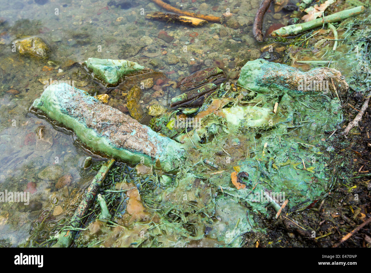 Blue Green algae on the shores of Lake Windermere in Ambleside, Lake ...