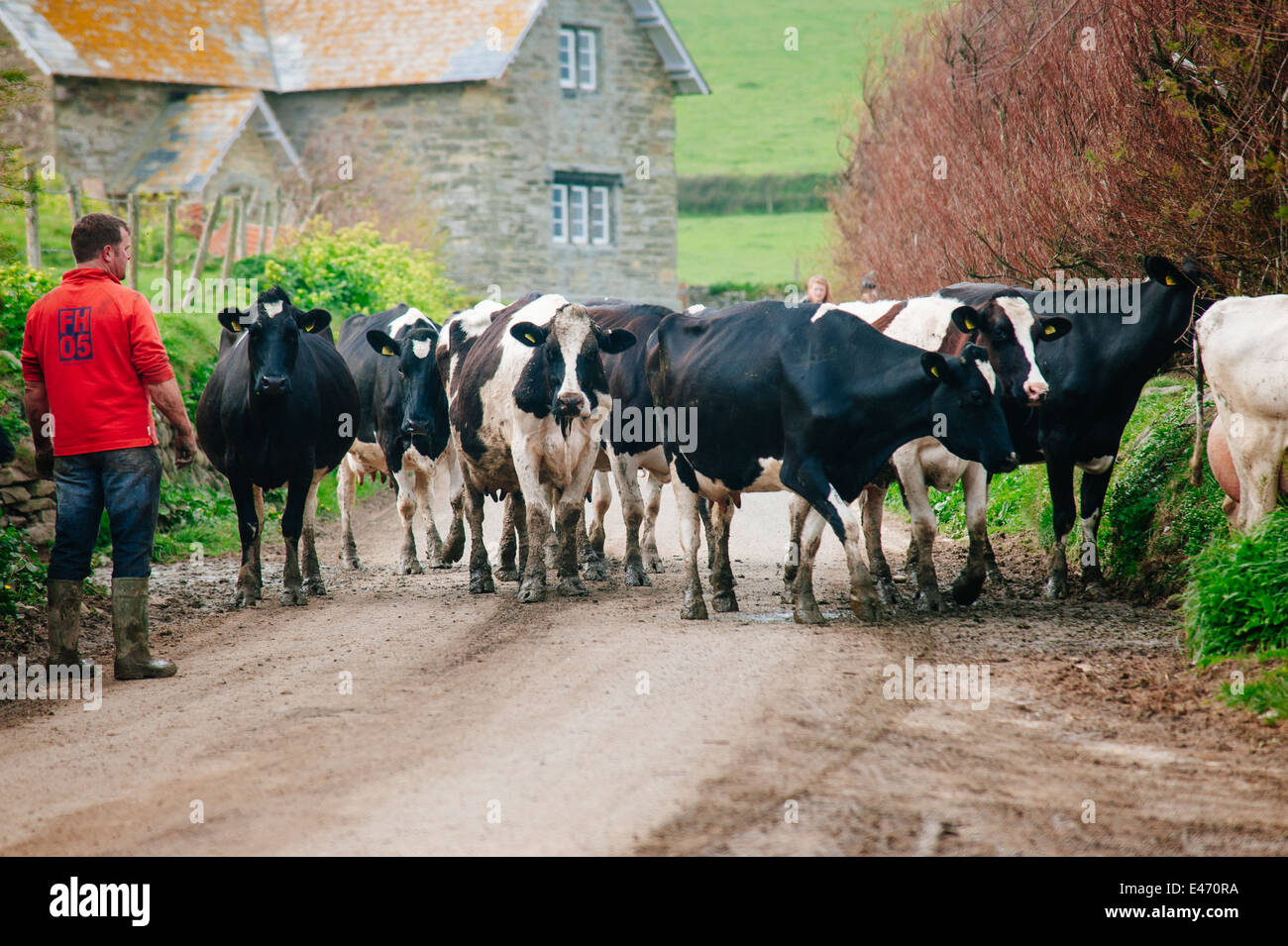 Farmer moving his cows across a footpath in Gunwalloe Cove, Cornwall ...