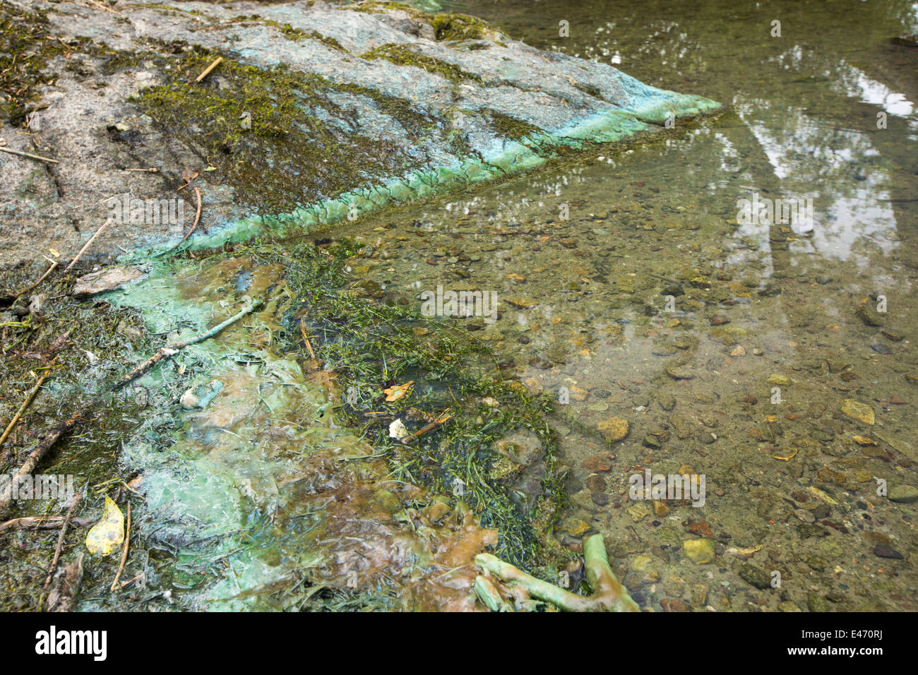 Blue Green Algae Windermere High Resolution Stock Photography and ...