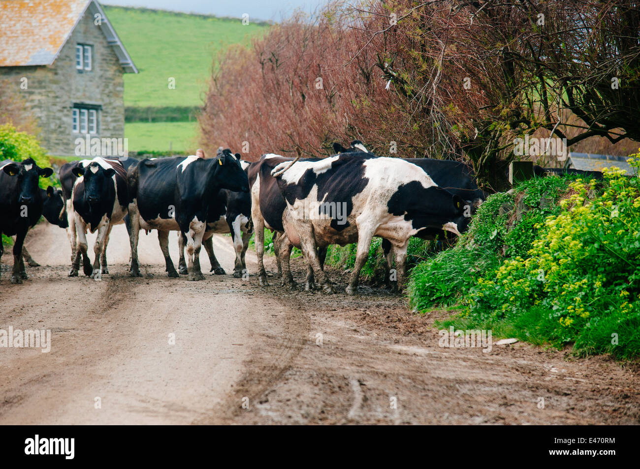 Moving cows hi-res stock photography and images - Alamy