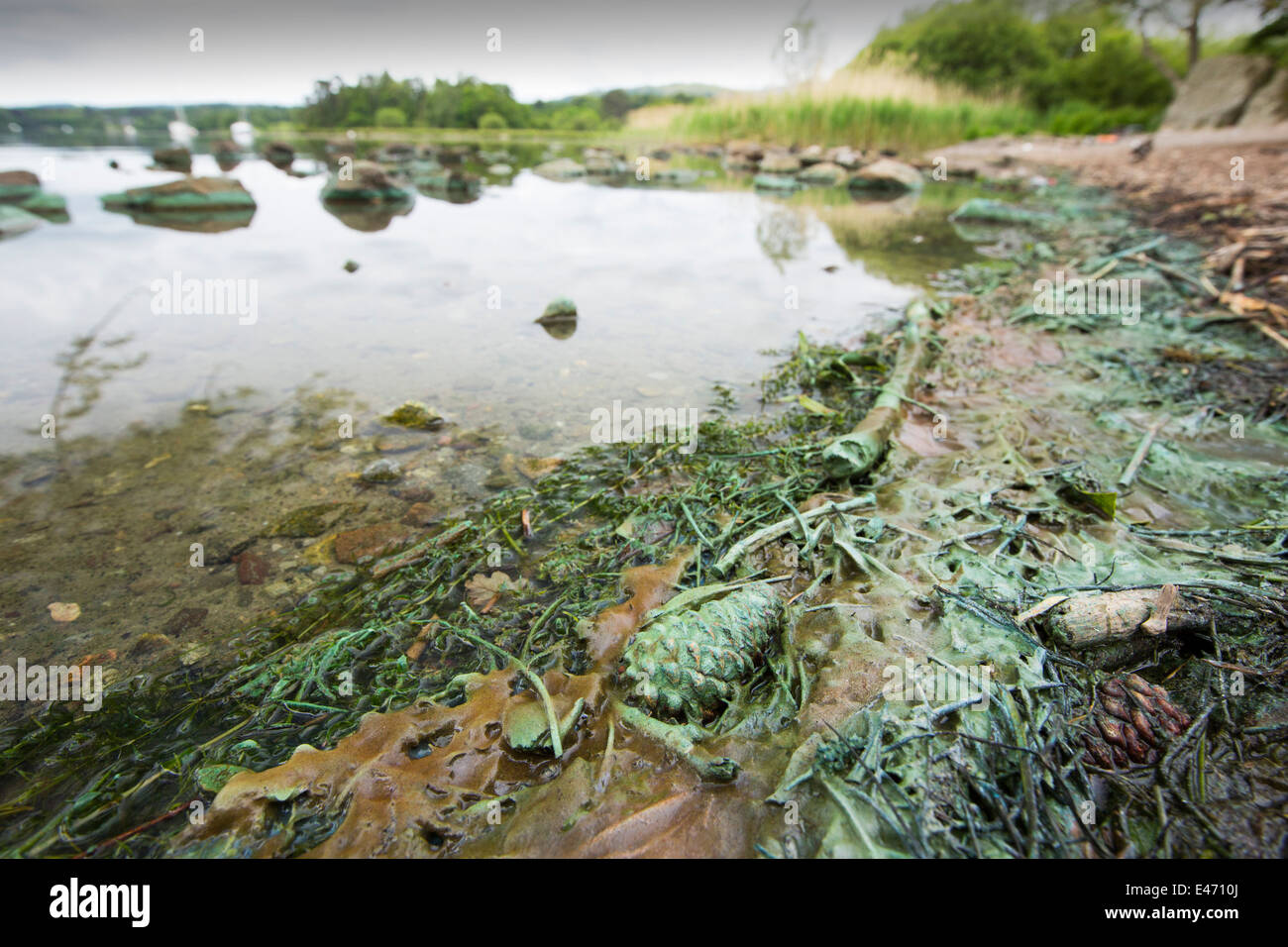Blue Green algae on the shores of Lake Windermere in Ambleside, Lake ...
