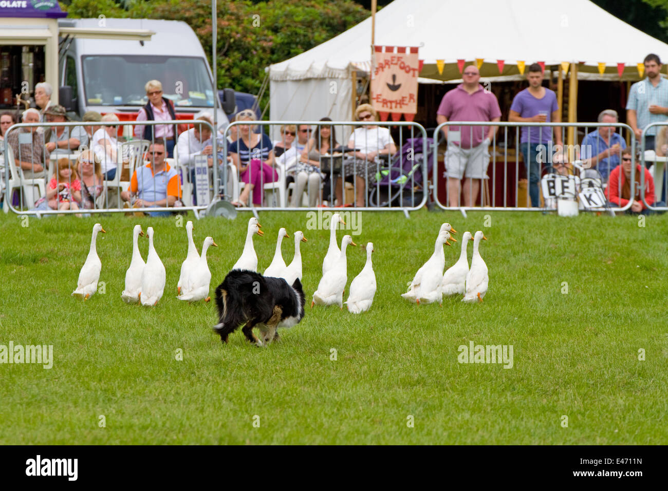 Dog Rounding Up Sheep High Resolution Stock Photography and Images - Alamy